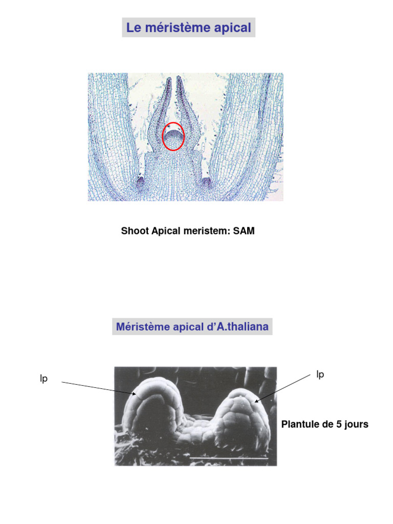 Organisation et fonction du méristème apical | PDF | Fleurs | Mutation