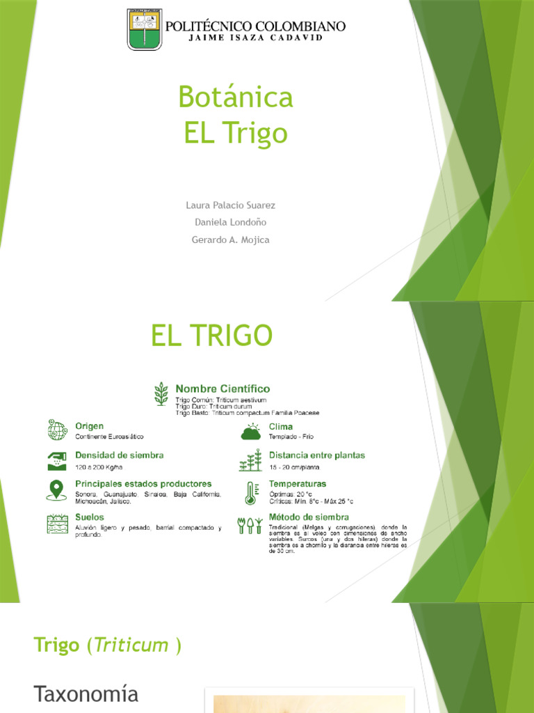Presentacion Trigo | PDF