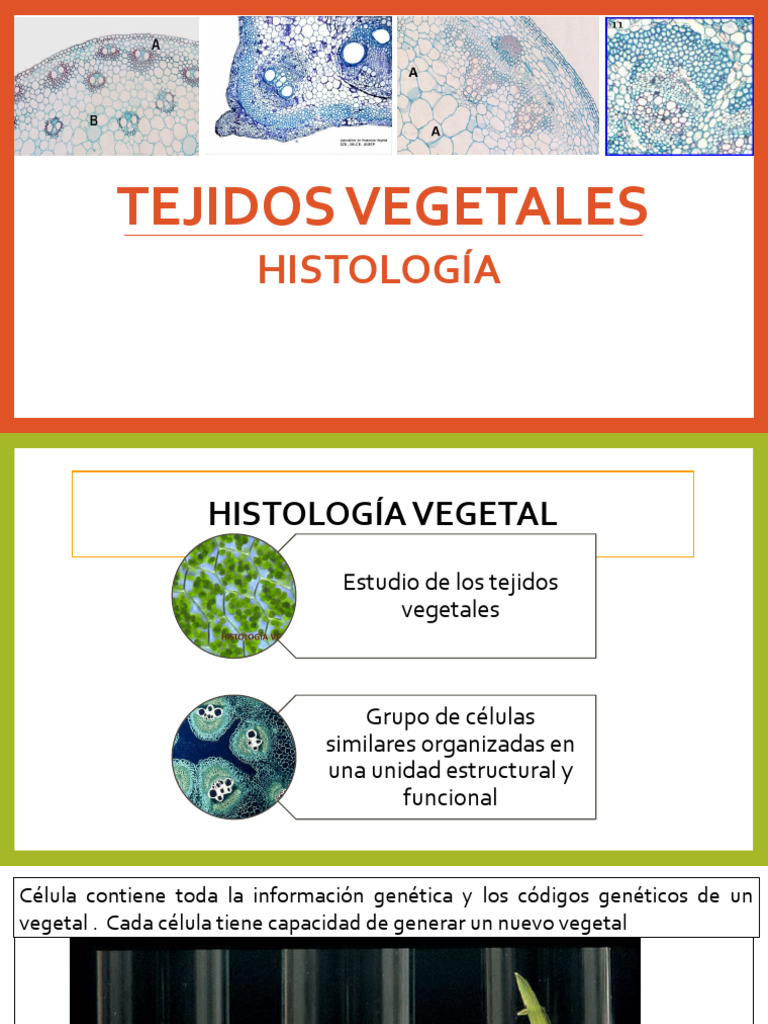 Tejidos Vegetales 2018-1 | PDF | Tallo de la planta | Morfología (biología)