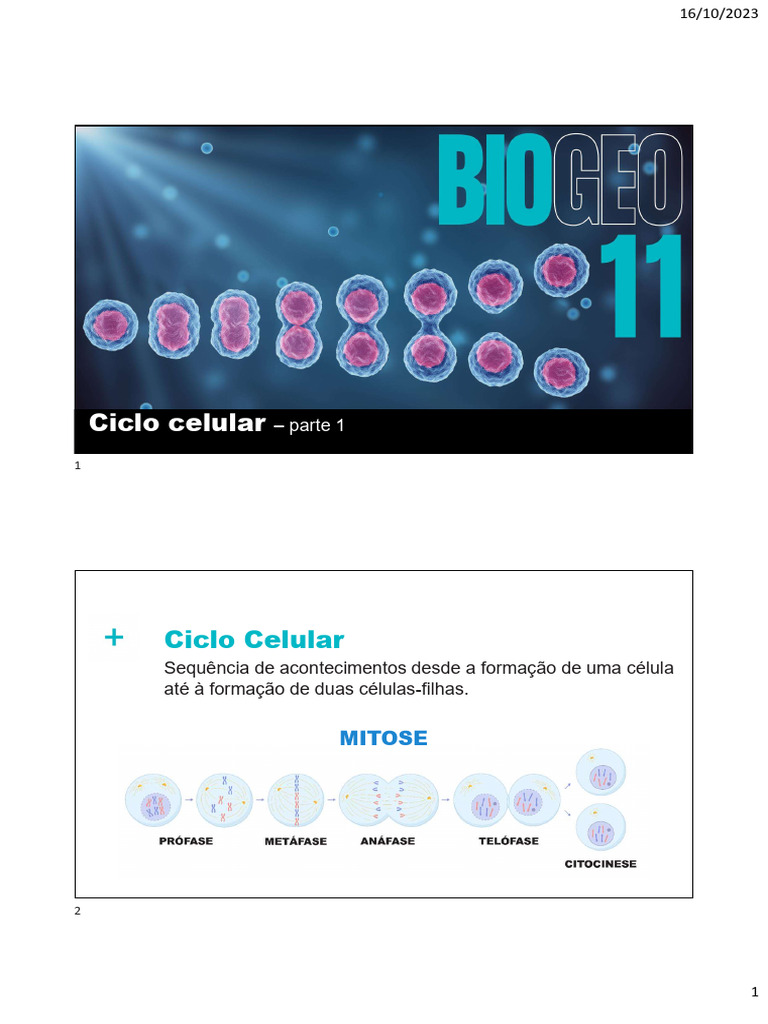 Ciclo Celular 1 | PDF | Célula (Biologia) | Genética