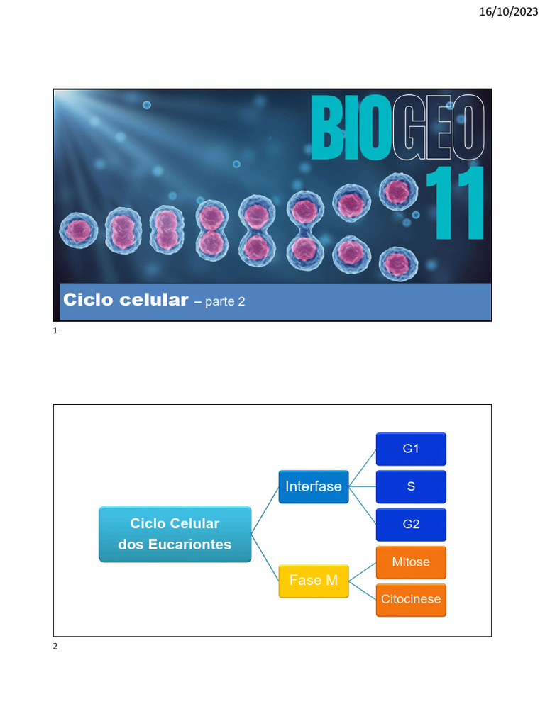 Ciclo Celular 2 | PDF