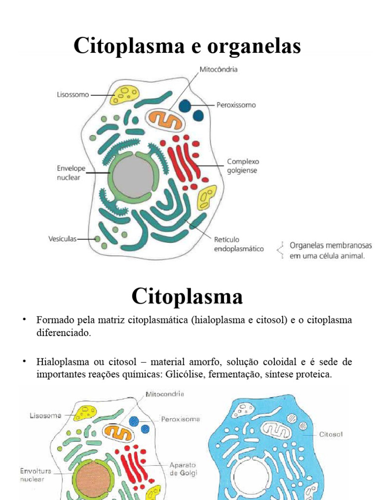 Diferenças entre citoplasma e citosol | PDF | Ciências e Matemática