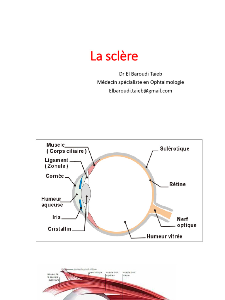 Anatomie et physiologie de la sclère oculaire | PDF | Bien-être ...