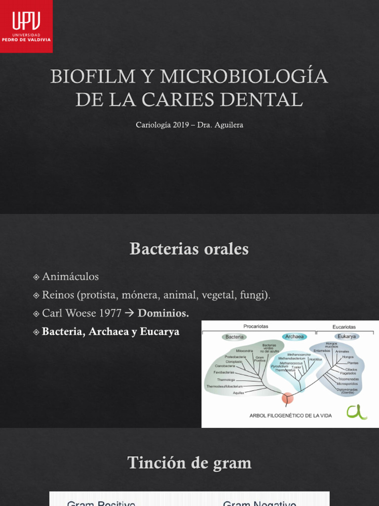 Biofilm y Microbiología de La Caries Dental | PDF