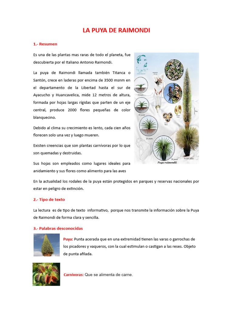 Puya de Raimondi | PDF