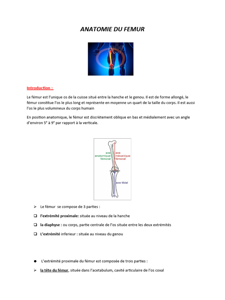 Anatomie Du Femur | PDF