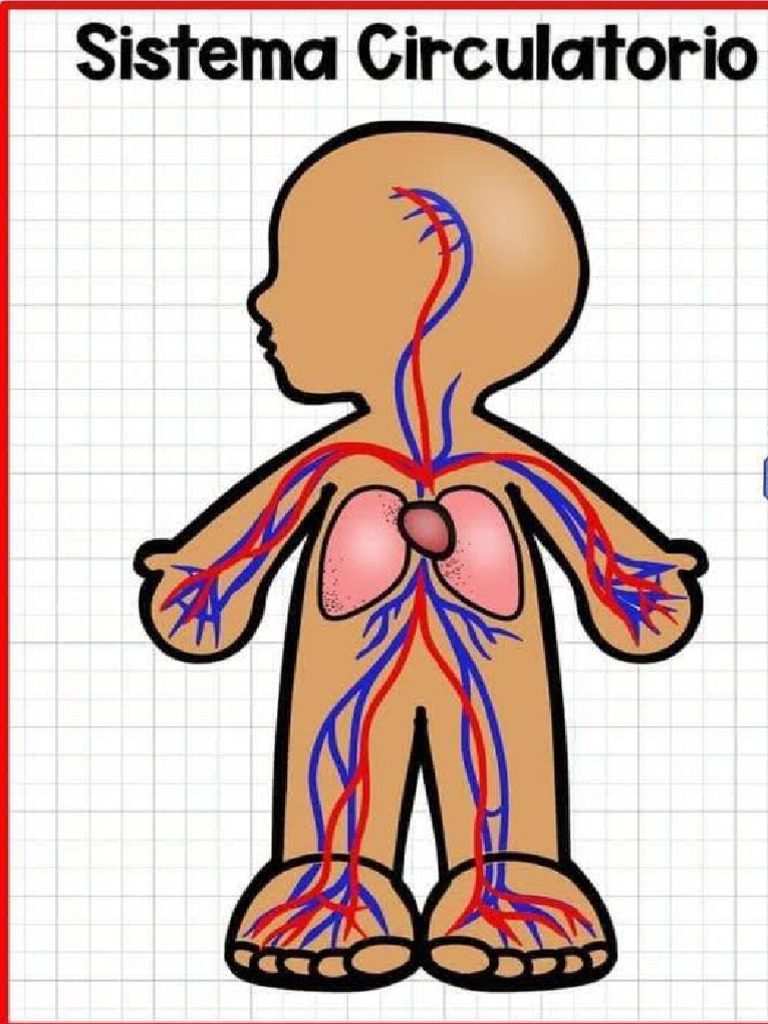 Guía del Sistema Circulatorio Humano | PDF