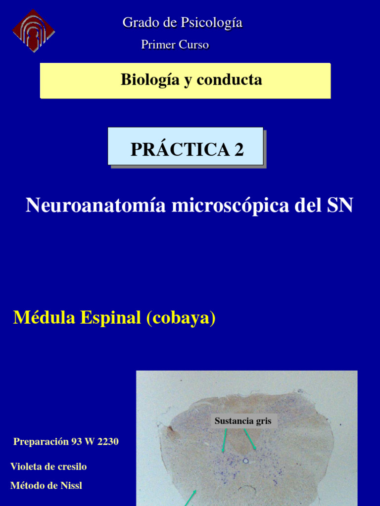 Presentación Preparaciones Práctica 2-2 | Descargar gratis PDF | Cerebelo | Neurona