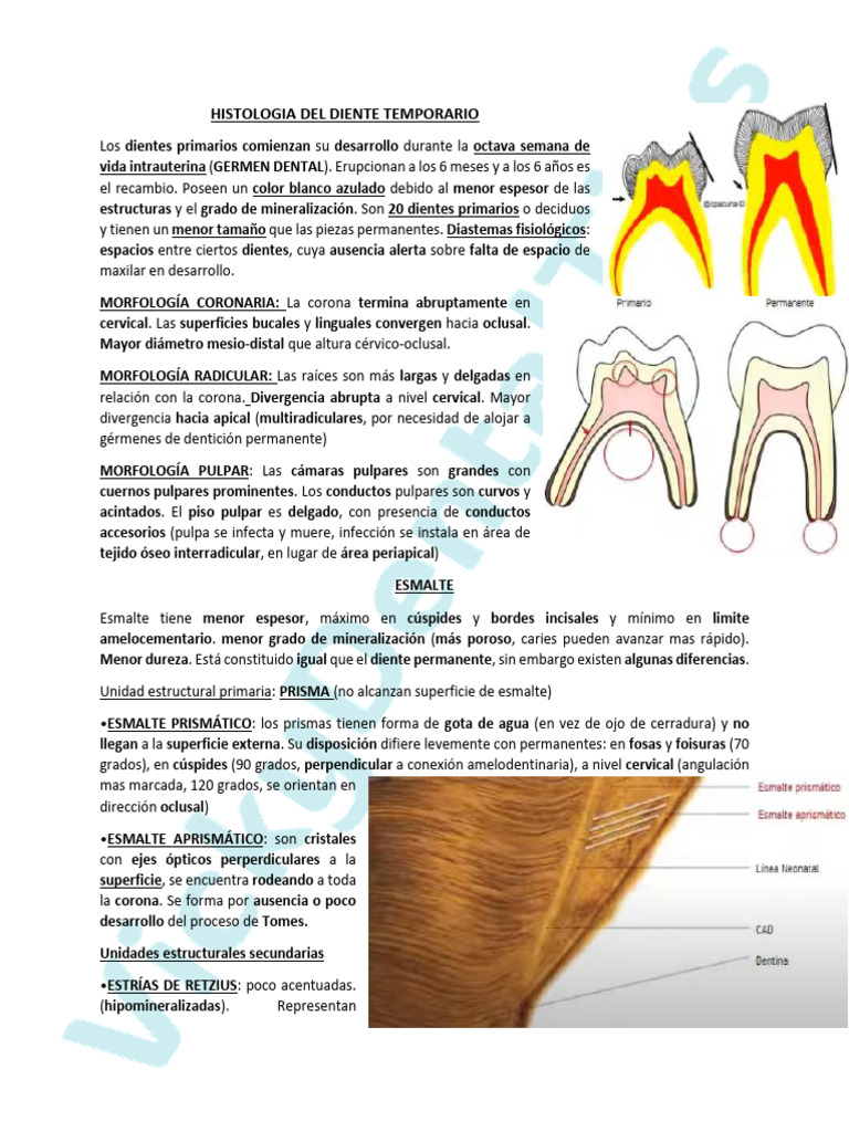 Histologia Del Diente Temporario y Recambio | PDF