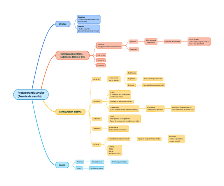 Protuberancia anular(Puente de varolio) | PDF | Cerebro | Tronco encefálico