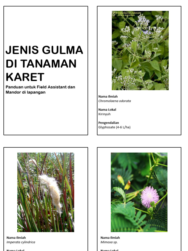 Panduan Gulma Tanaman Karet | PDF | Griya & Taman | Teknologi & Rekayasa