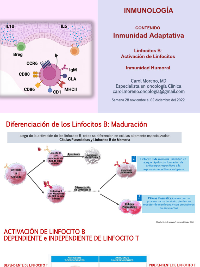 Inmunología: Linfocitos B: Activación de Linfocitos Inmunidad Humoral | PDF | Linfocitos | Célula B