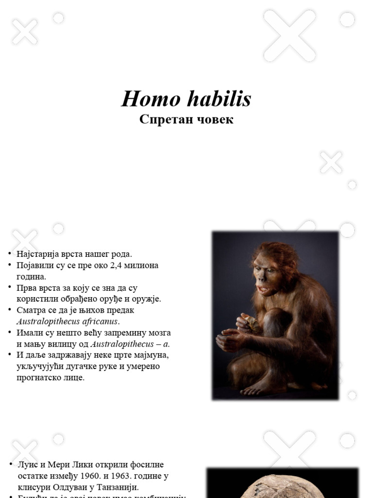 Homo Habilis | PDF