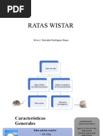 Anatomía y Cuidado de la Rata Wistar | PDF