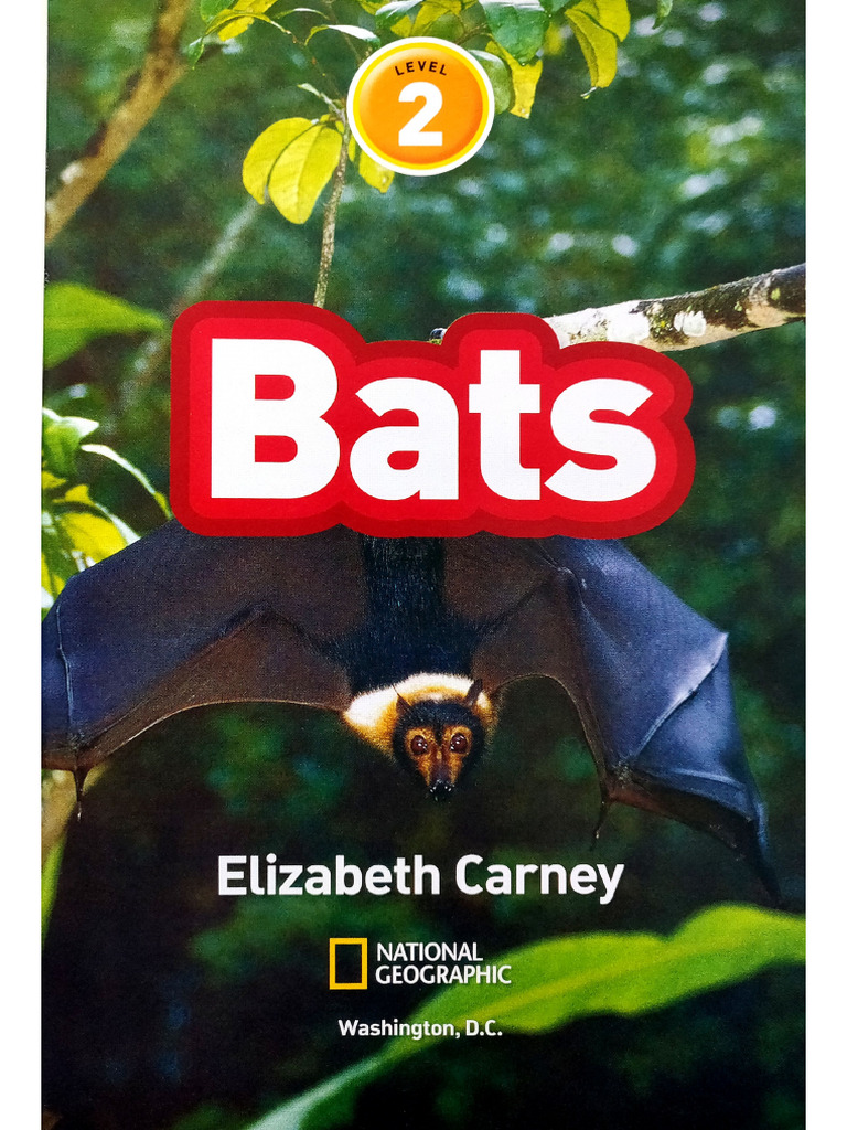 Bats | PDF