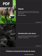 Ciclo de Vida de La Vaca | PDF | Vacas | Leche