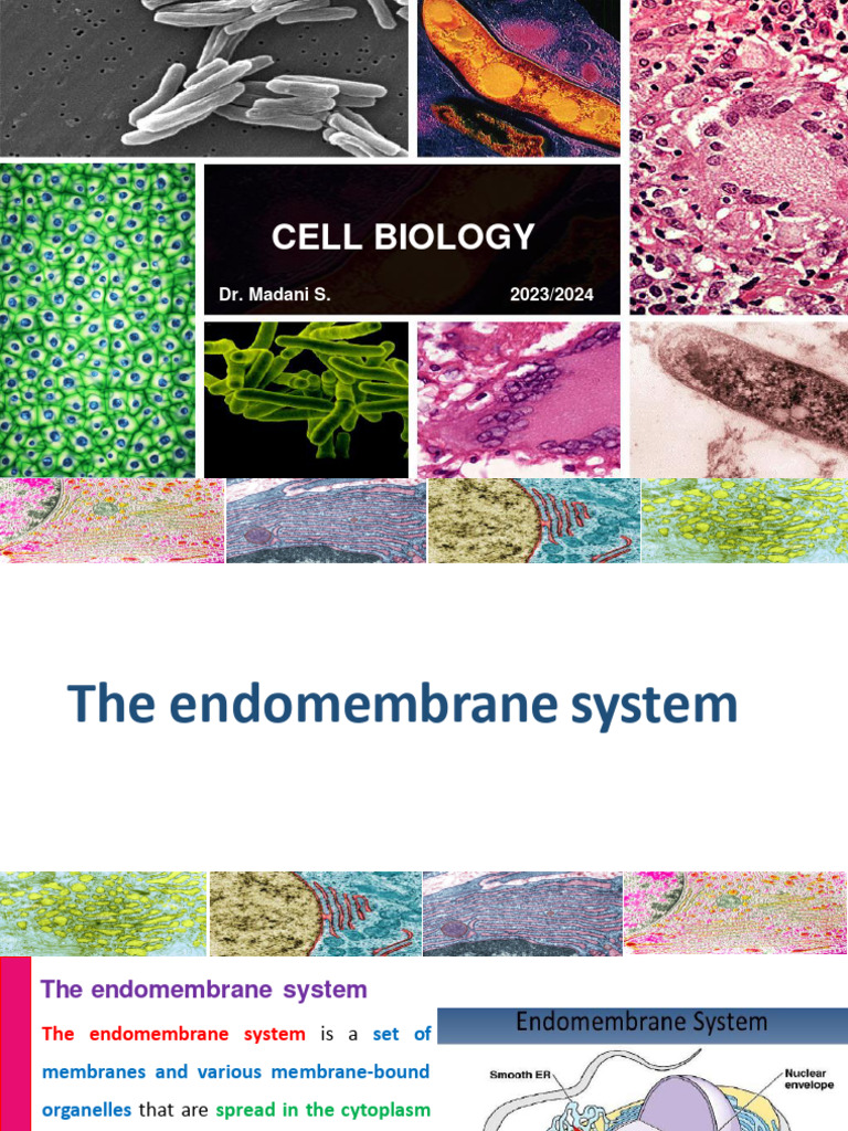 Endomembrane System | PDF | Endoplasmic Reticulum | Protein Targeting