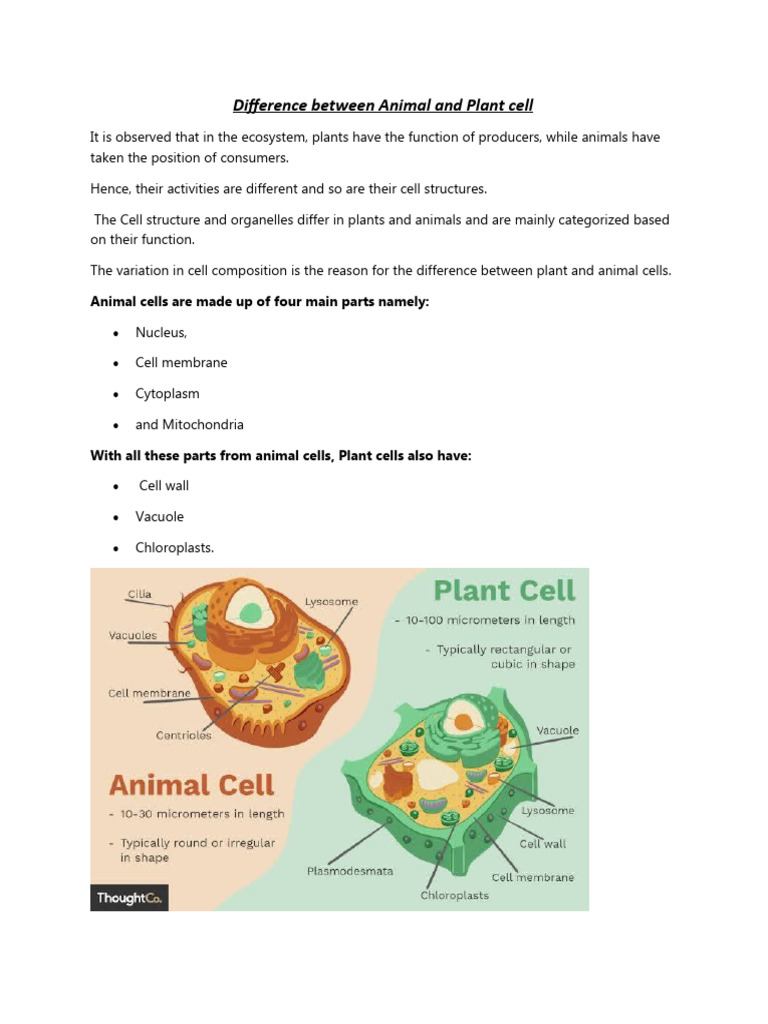 Diffrence Between Plant and Animal Cells-1 | PDF | Wellness | Science ...