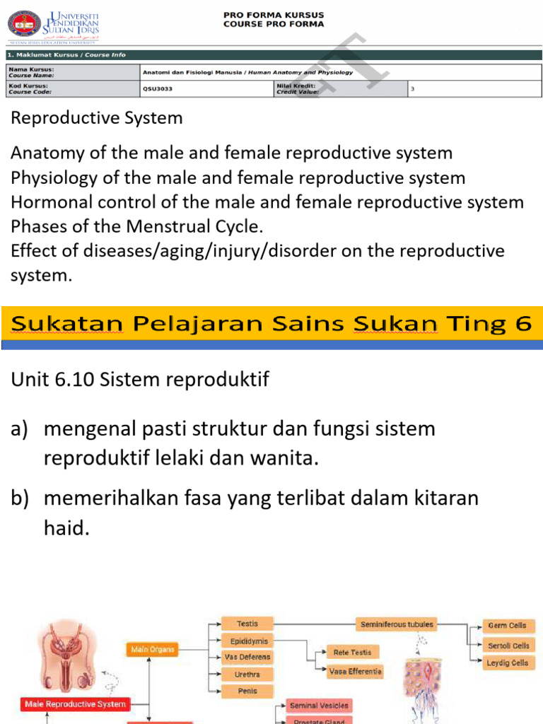 Reproductive System | PDF | Menstrual Cycle | Luteinizing Hormone