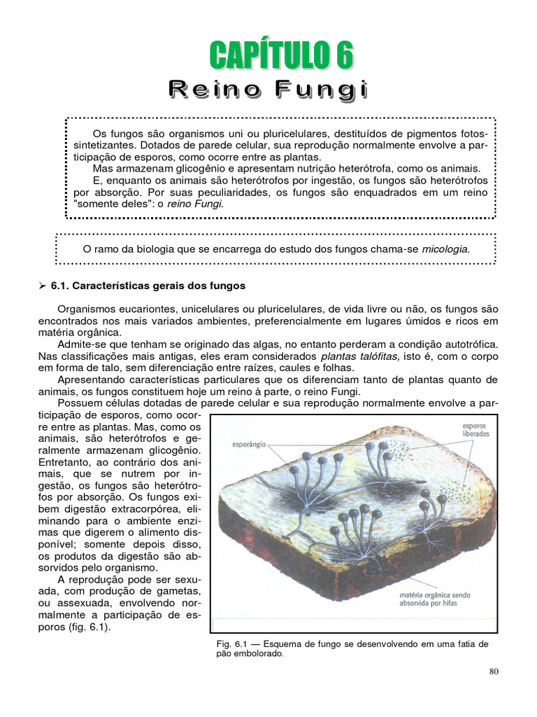 Reino Fungi - Completo | PDF | Fungo | Fermentação