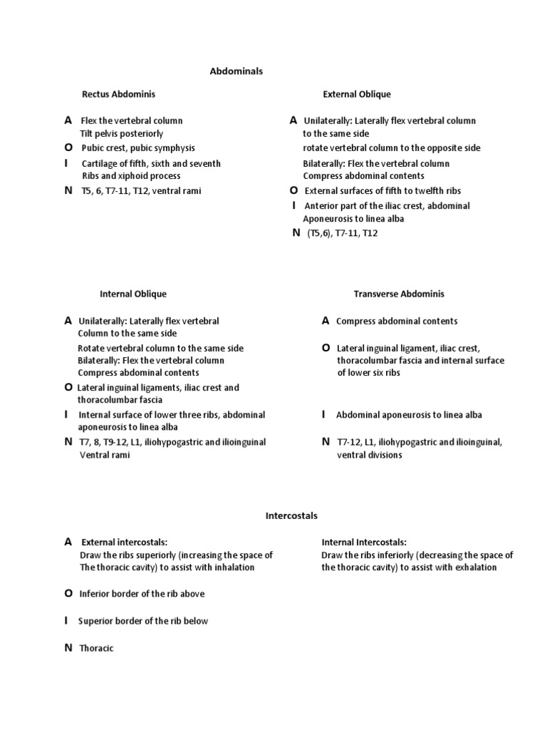 Abdominal Muscle Anatomy and Functions | PDF