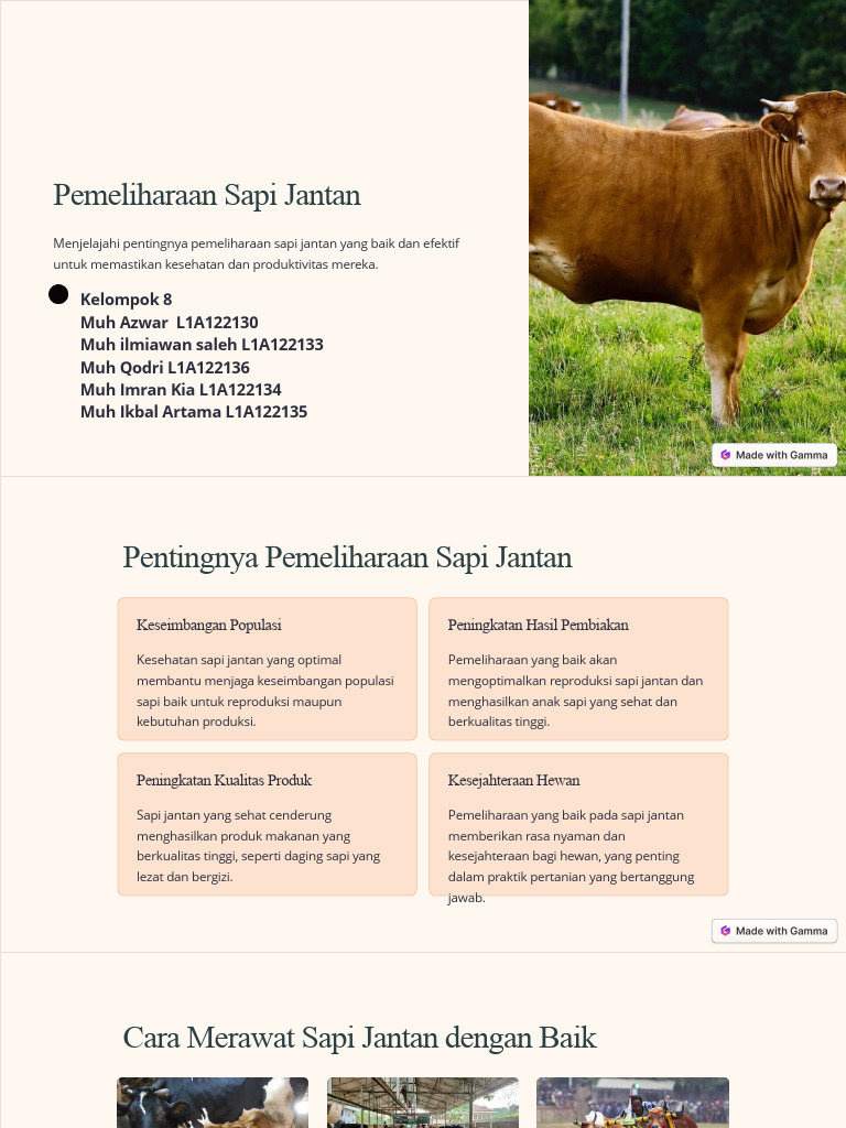 Pemeliharaan Sapi Jantan | PDF