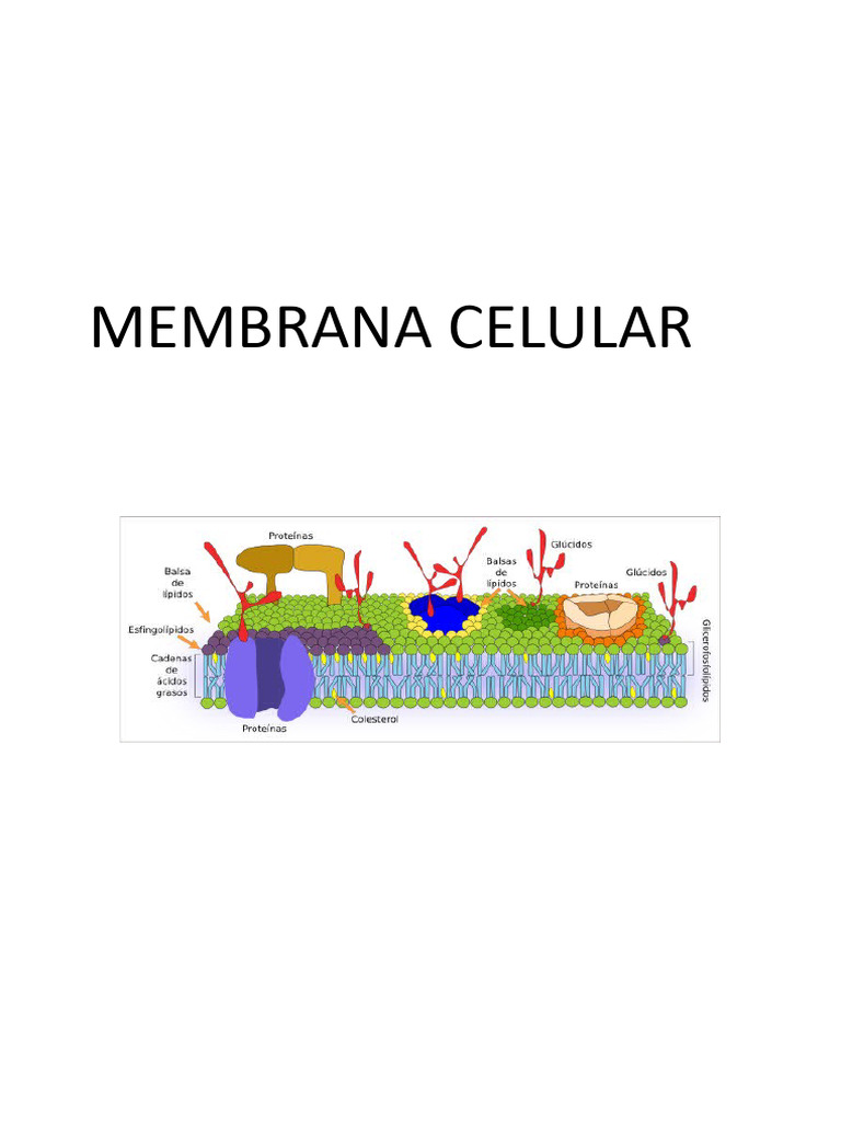 La Membrana Celular | PDF