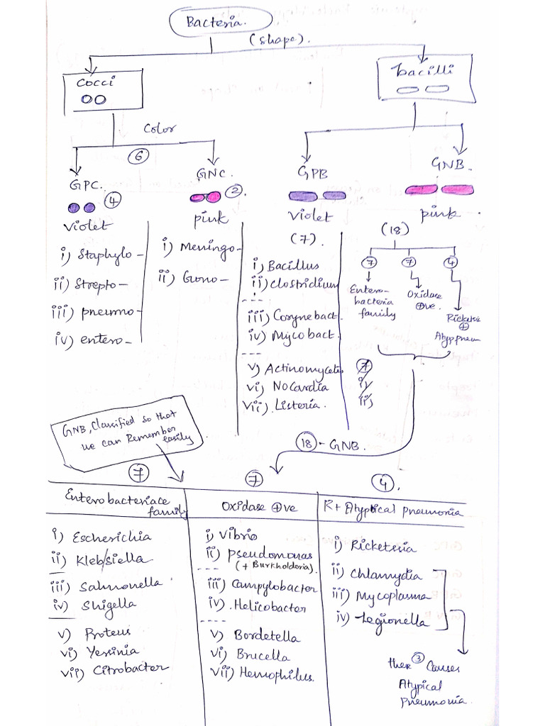 Introduction To Bacteriology | PDF