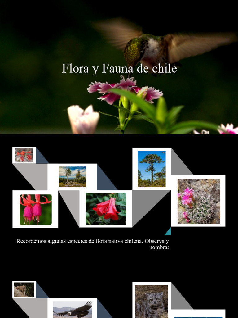 Flora y Fauna Chile | PDF