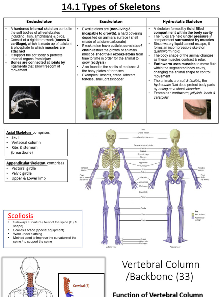 Chapter 14 Skeleton | PDF | Vertebra | Vertebral Column