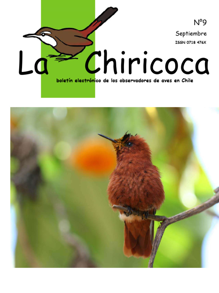 La Chiricoca 9 - C | PDF | Ave marina | Chile