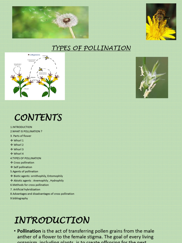 Types of Pollination | PDF | Flowers | Pollination