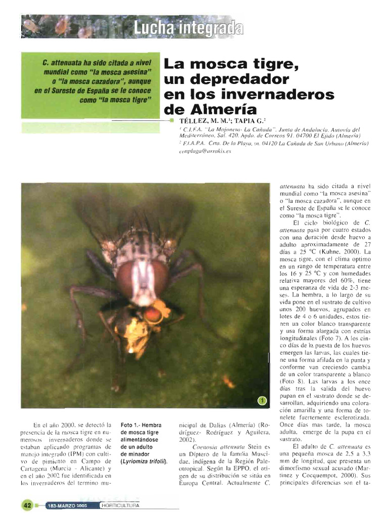 La mosca tigre: depredador en invernaderos | PDF | Mosca | Insectos
