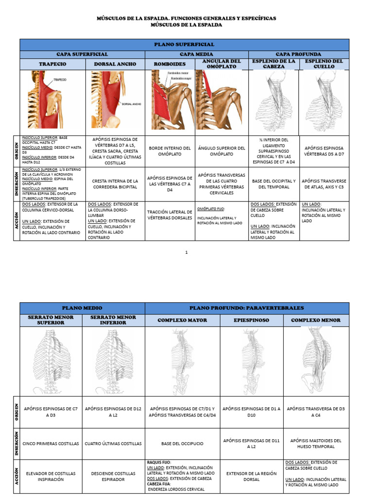 Musculos de La Espalda | PDF | La columna vertebral | Anatomía