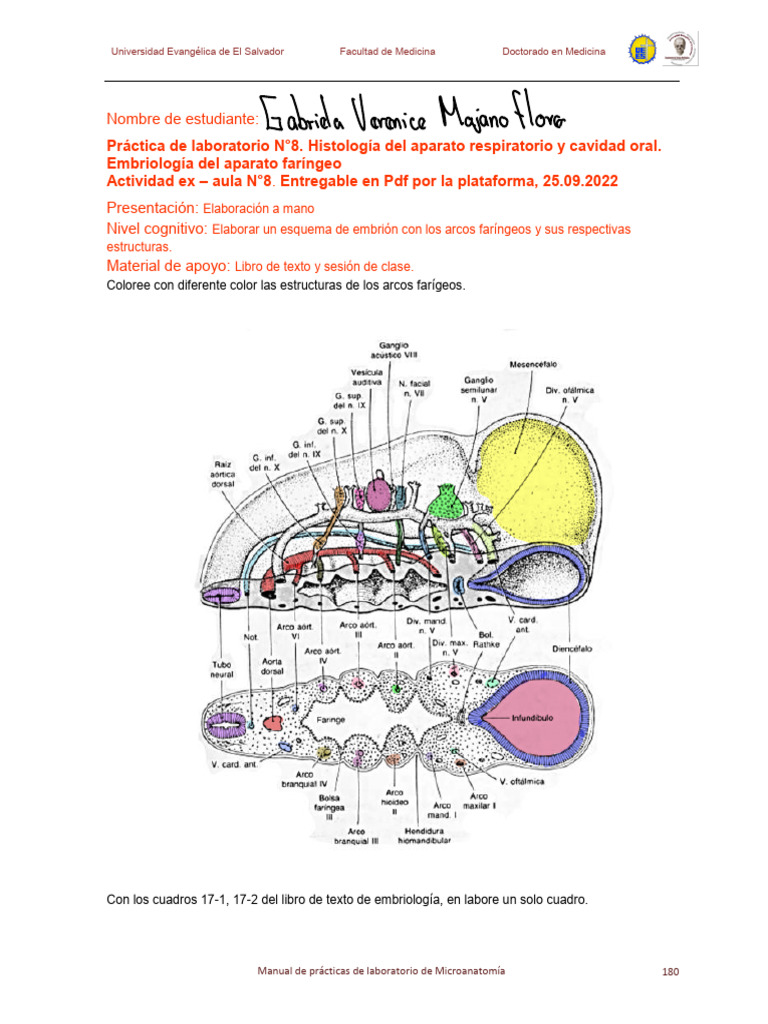 Guia Microanato 8 Gaby | PDF