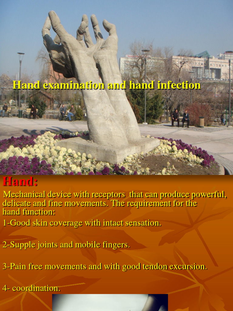 Hand Exam | Download Free PDF | Anatomical Terms Of Motion | Hand