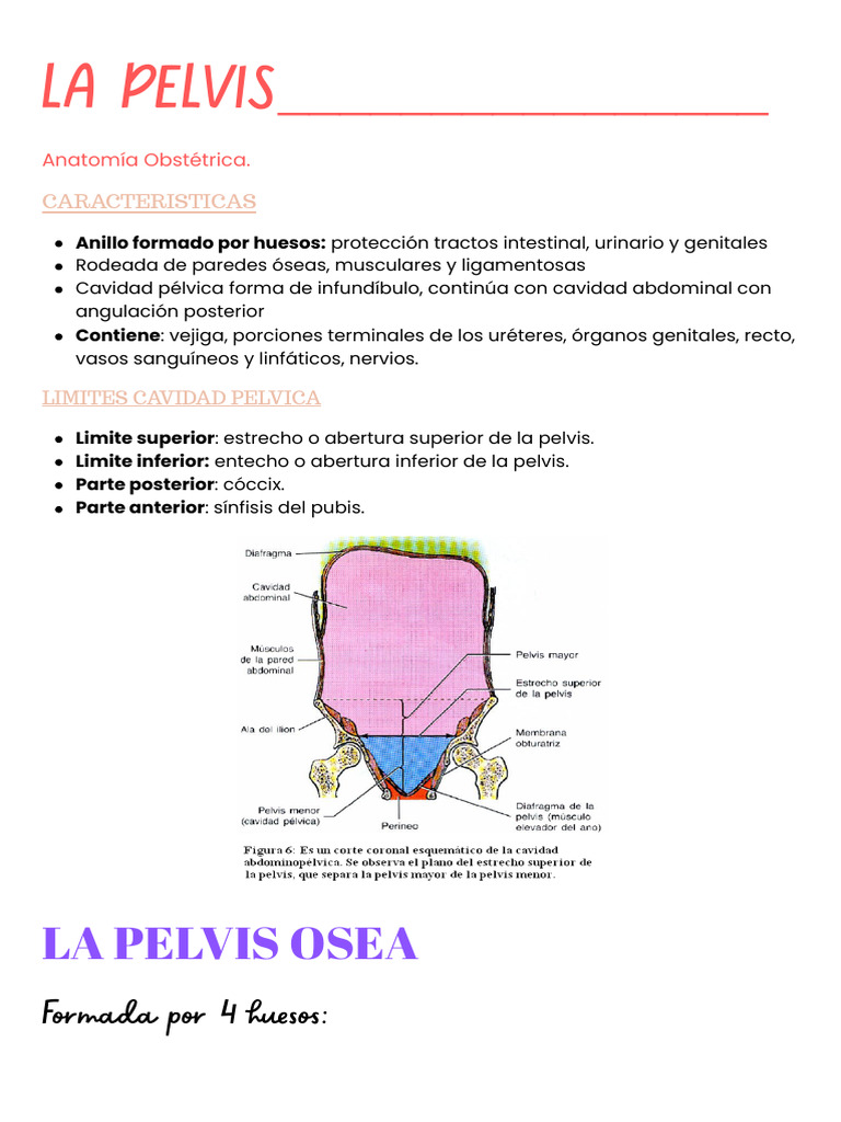 La Pelvis Ao Pdf Pelvis Anatomía Humana