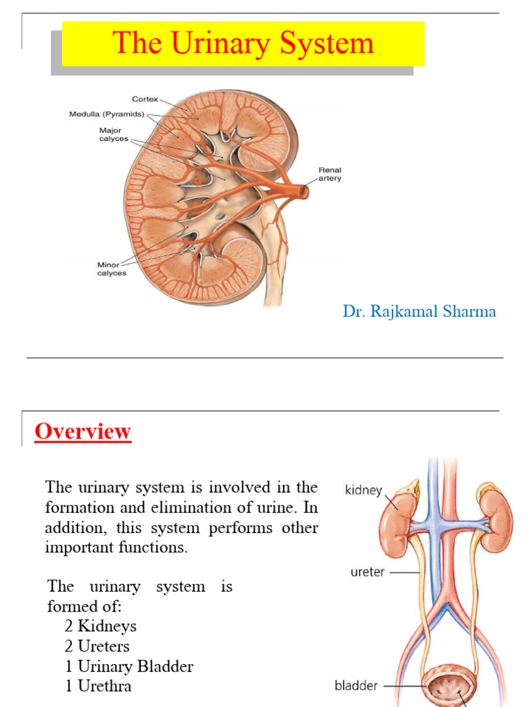 11 - Urinary System | PDF
