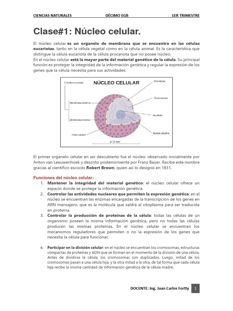 Clase#1 Núcleo Celular | PDF