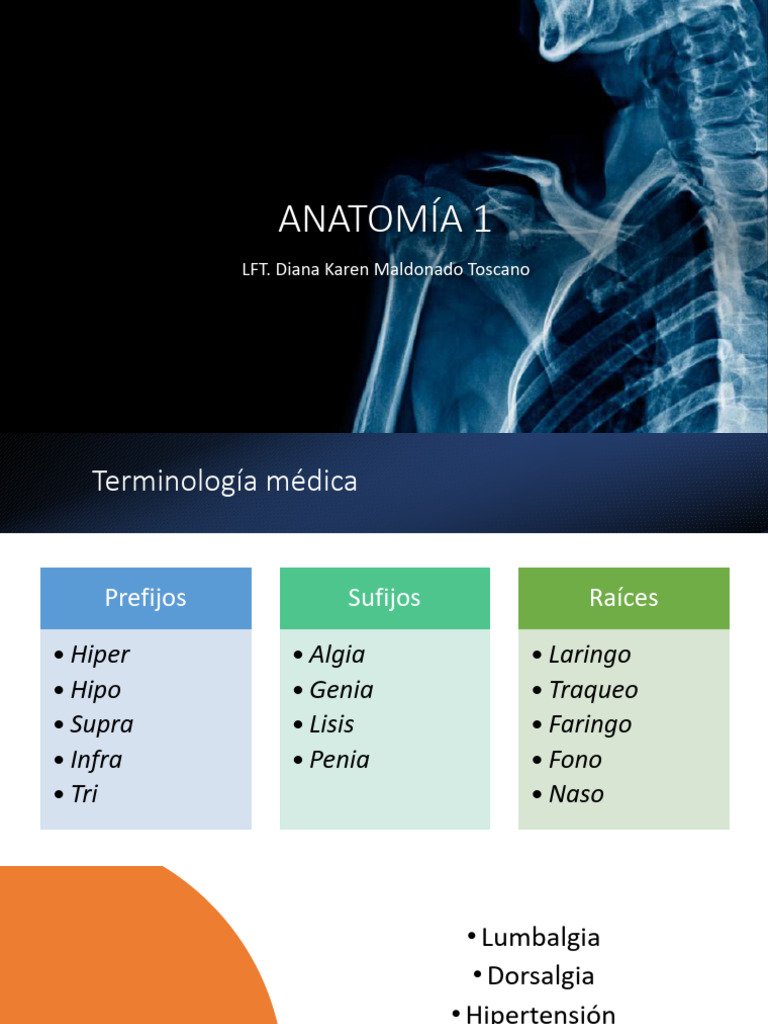 ANATOMÍA 1 - Compressed | PDF | Médula espinal | Piel