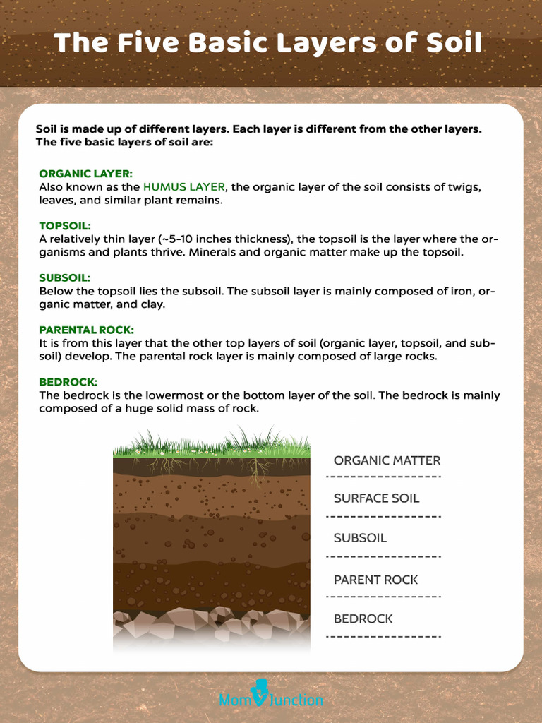 The Five Basic Layers of Soil Worksheet | PDF