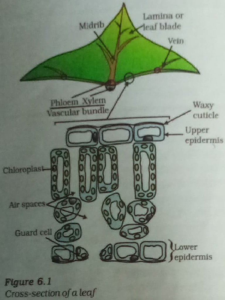 Biology Diagram | PDF
