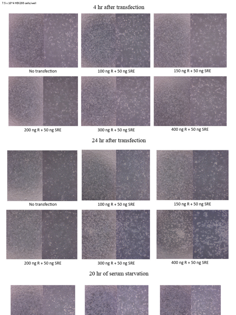 24-Well Plate DNA Transf Test | PDF