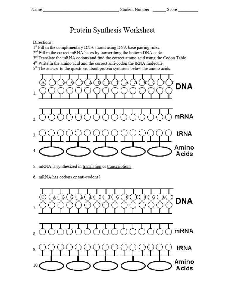Protien Synthesis Test | PDF