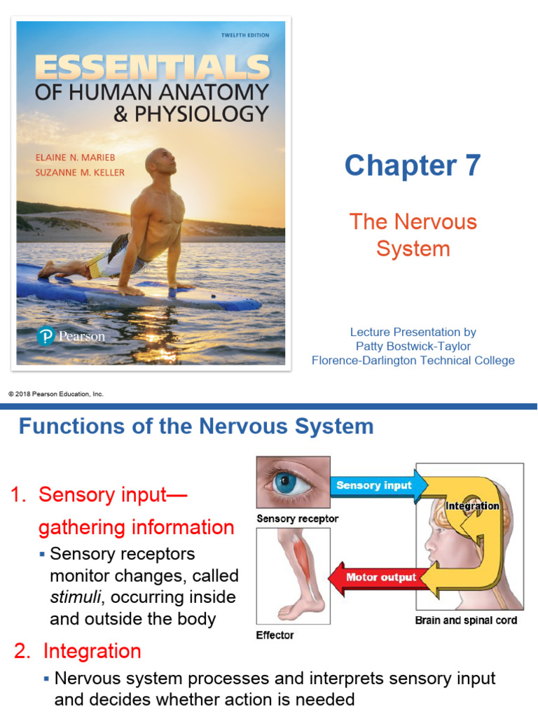 The Nervous System | PDF