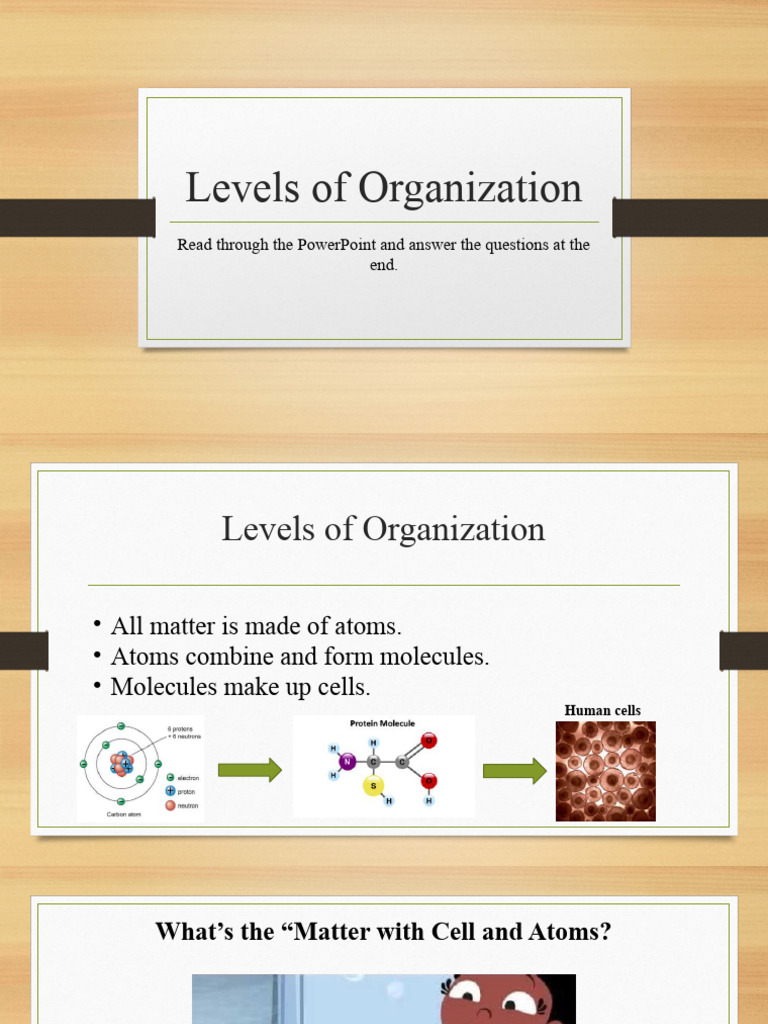 Levels of Organiztion | PDF