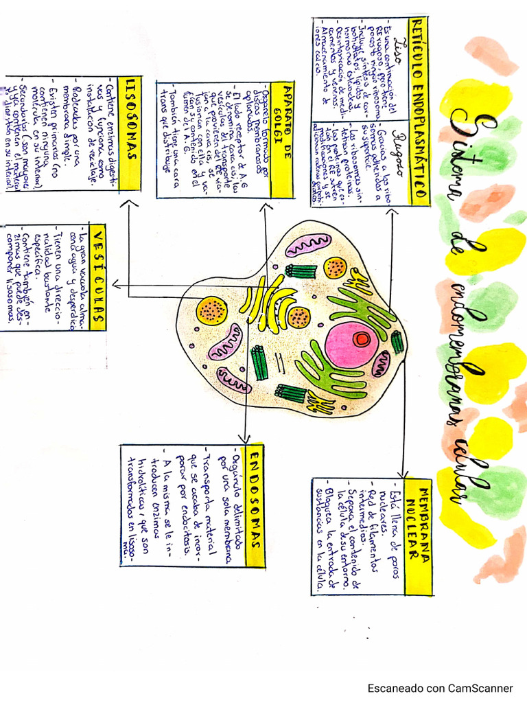 Mapa de sistema de endomembranas | PDF