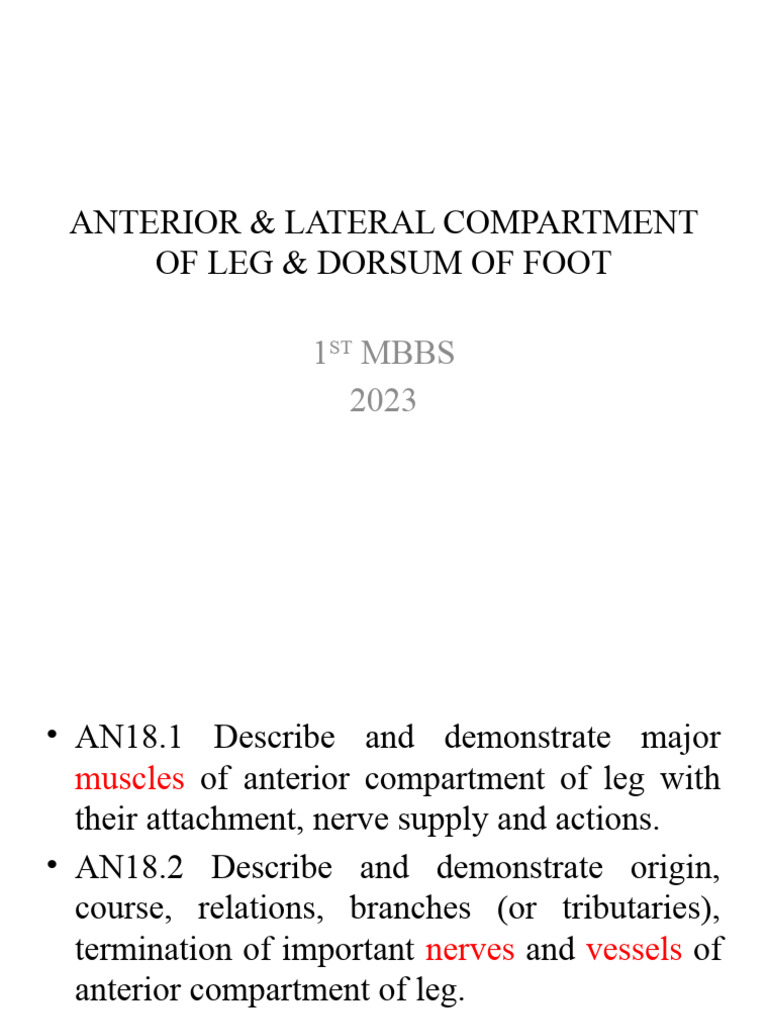 Anterior Compartment of Leg & Dorsum of Foot | PDF