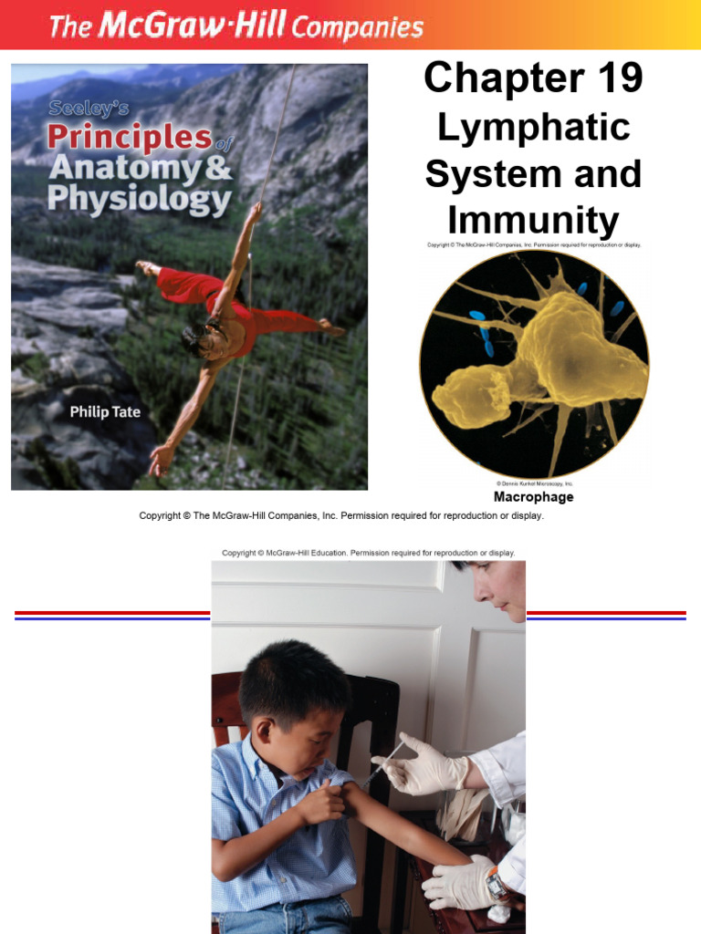 19_lecture_ppt lymphatic immunity | PDF | Immune System | Lymphatic System