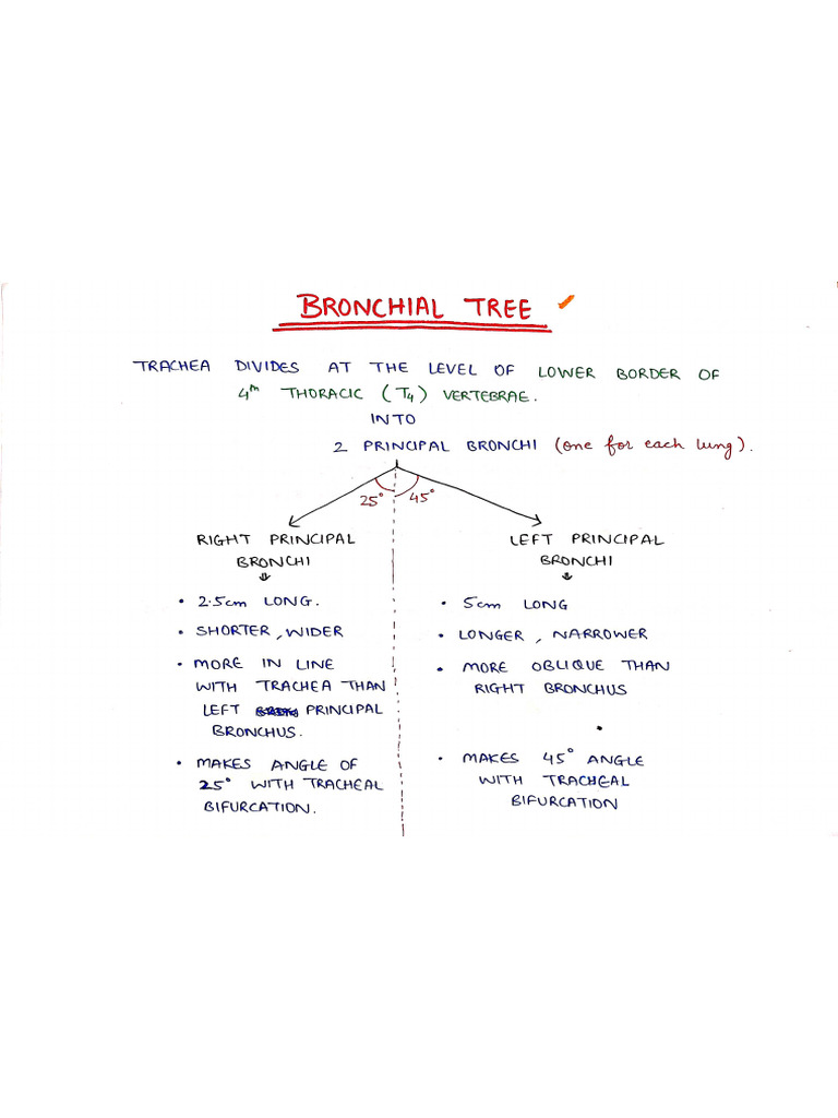 Bronchial Tree | PDF